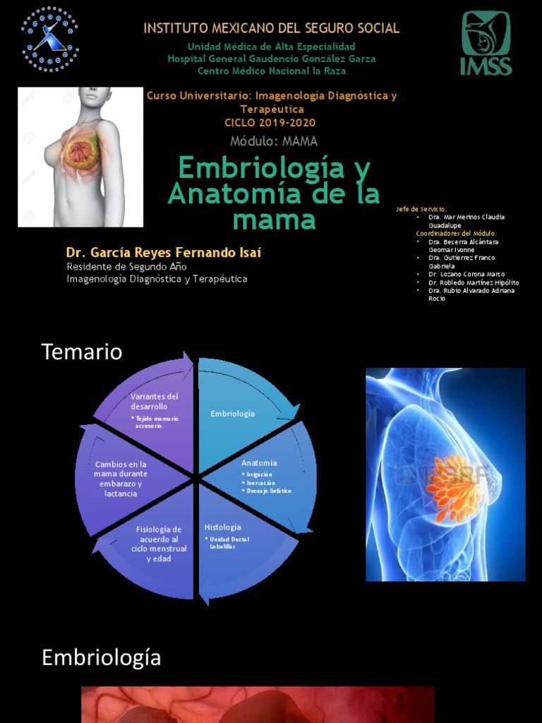 Anatomia de Mama | PDF | Pecho | Anatomía