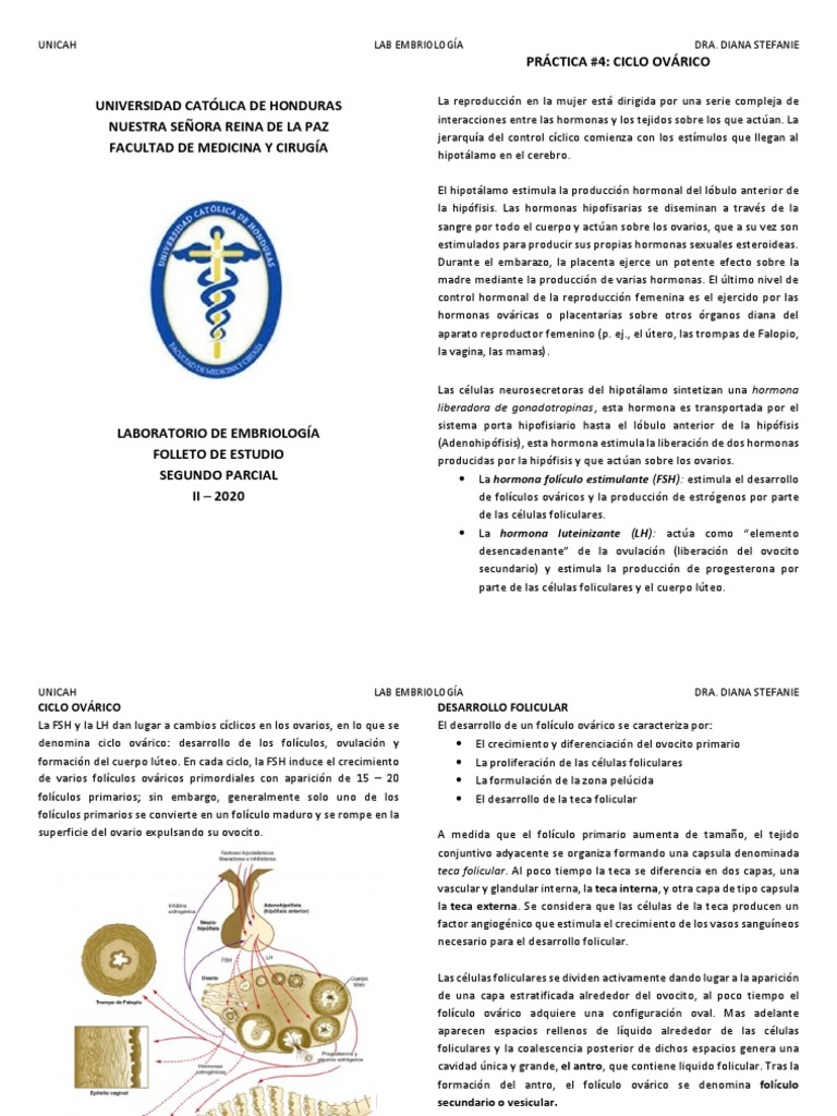 Folleto de Estudio II Parcial - Lab Embrio | PDF | Ciclo menstrual | Menstruación