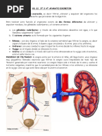 Infografía Del Sistema Excretor | PDF | Sistema urinario | Riñón