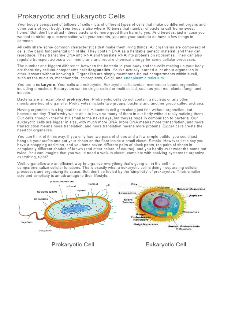 Prokaryotic and Eukaryotic Cells | PDF | Prokaryote | Cell (Biology)