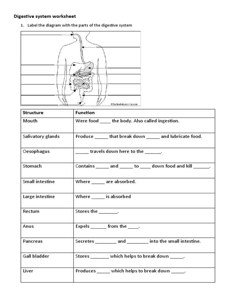 Digestive System Support Worksheet | PDF