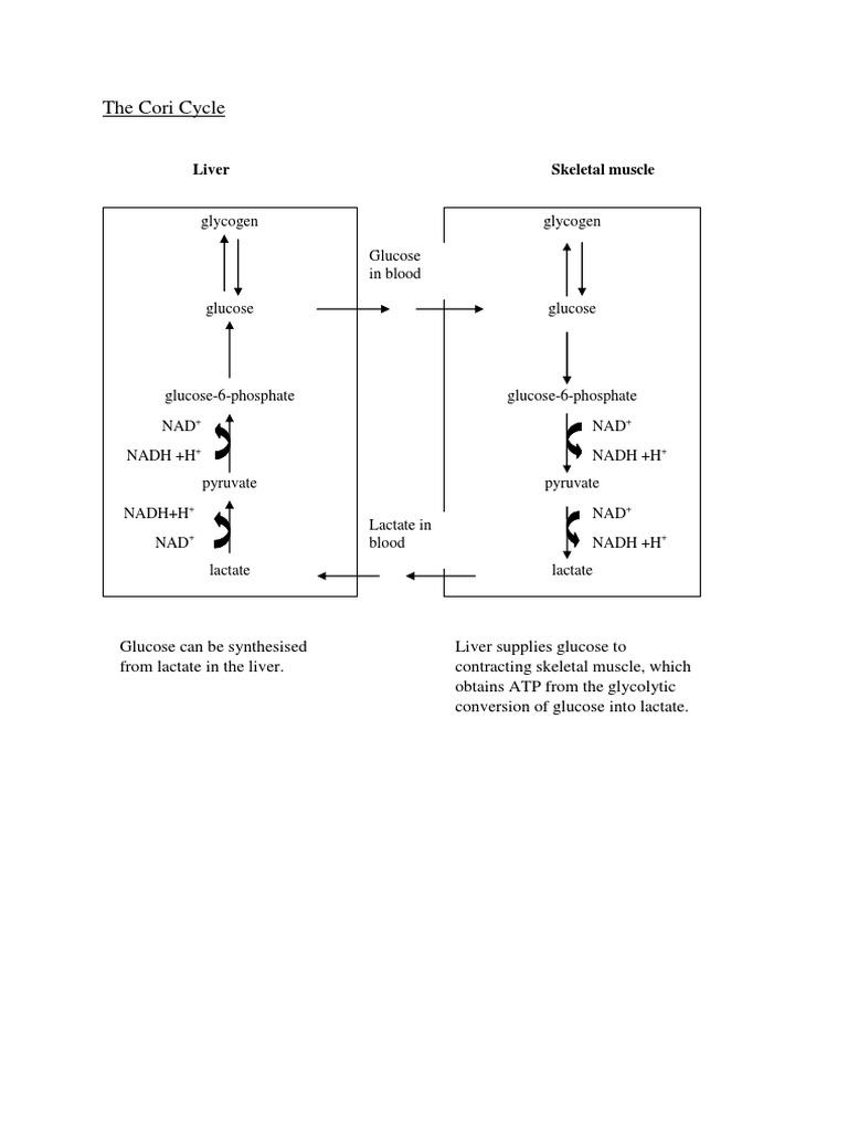 The Cori Cycle PDF | PDF