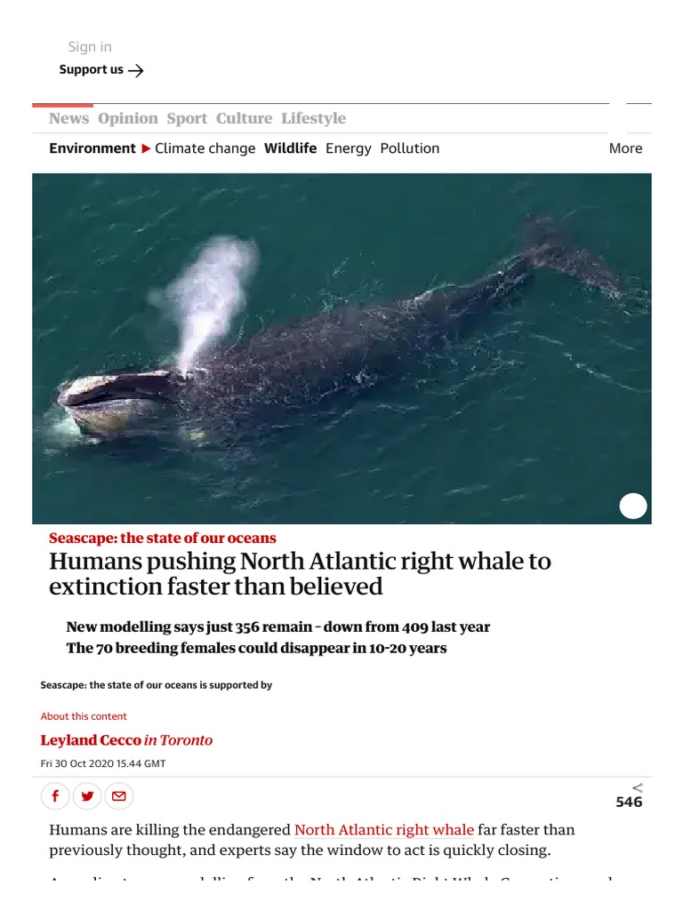 Humans Pushing North Atlantic Right Whale To Extinction Faster Than ...