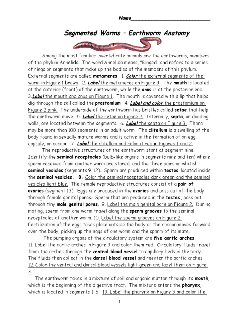 Segmented Worms - Earthworm Anatomy: Name | PDF | Animal Anatomy | Anatomy