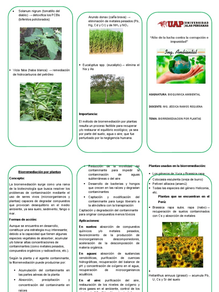 Triptico de Biorremidacion Por Plantas | PDF | Contaminación ...