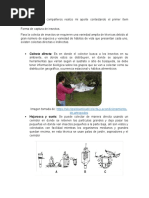Guía de Colecta y Preservación de Insectos | PDF | Insectos | Taxonomía ...