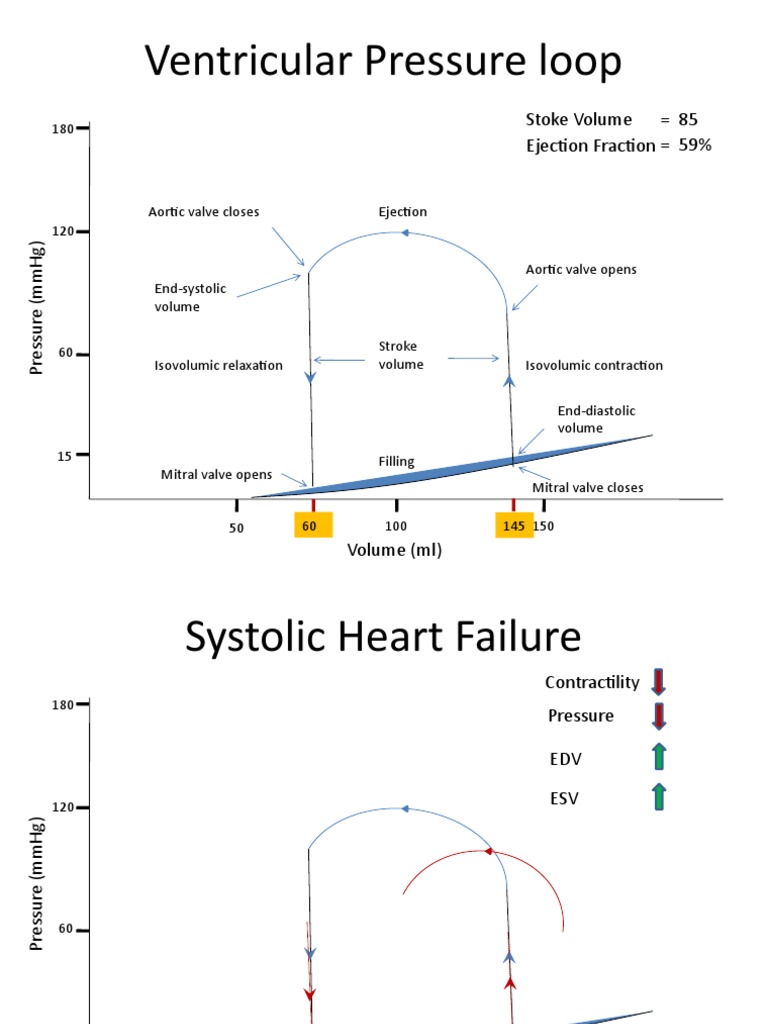 Ventricular Pressure Loop: Stoke Volume Ejection Fraction 85 59% | PDF ...