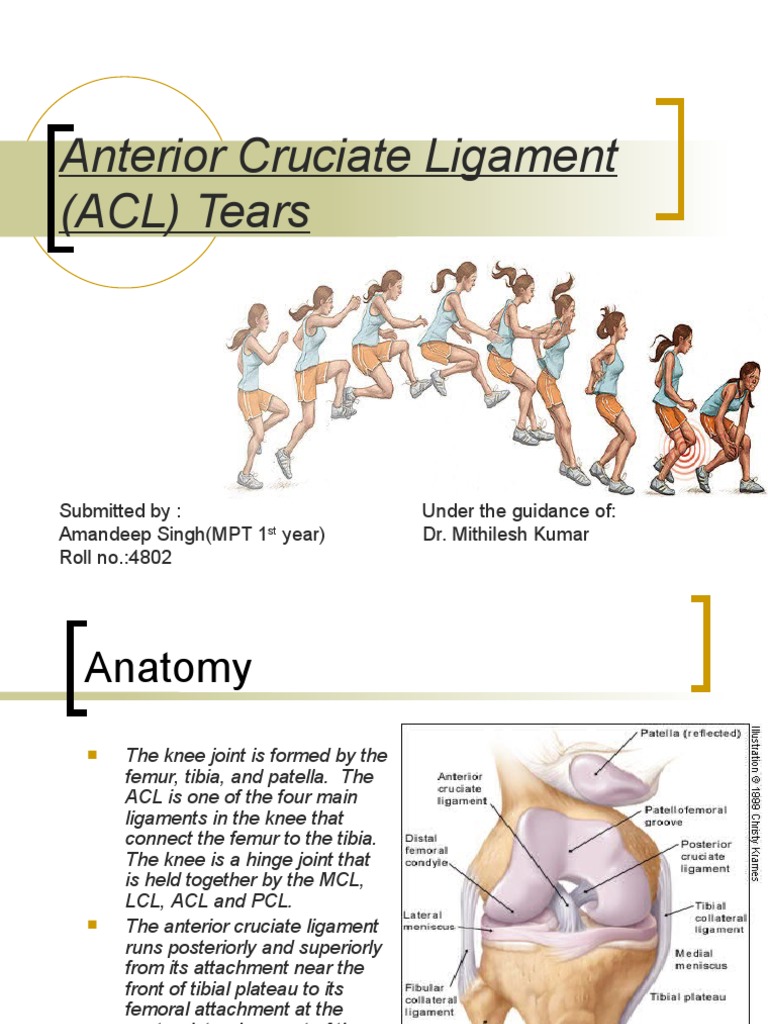Anterior Cruciate Ligament | PDF | Knee | Joints