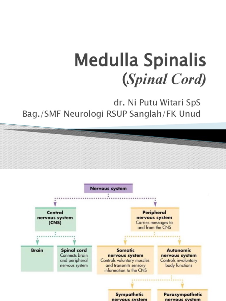 Medulla Spinalis: (Spinal Cord) | PDF | Multiple Sclerosis | Nervous System