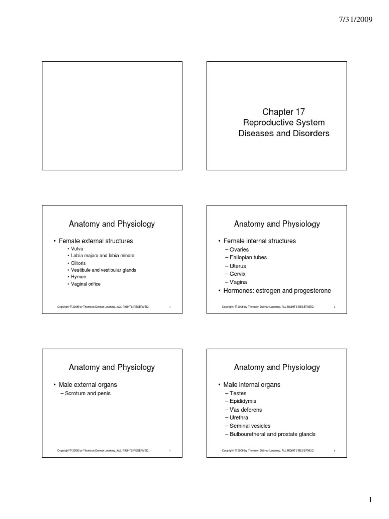 Chapter 17 Reproductive System | PDF | Vagina | Menopause