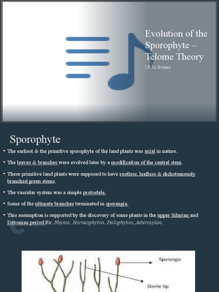 I B.SC Botany-Evolution of The Sporophyte - Telome Theory | PDF | Leaf | Organisms