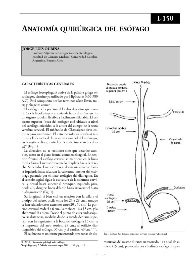 Anatomia de Esofago | PDF | Esófago | Aorta