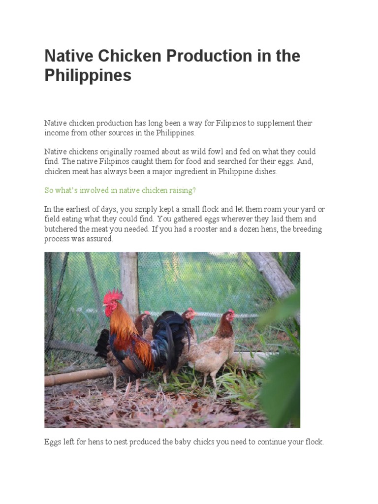 Native Chicken Production in The Philippines | PDF