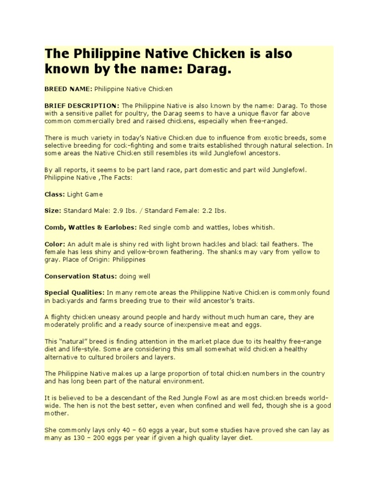 Philippine Native Chicken: The Darag Breed | PDF | Chicken | Egg As Food