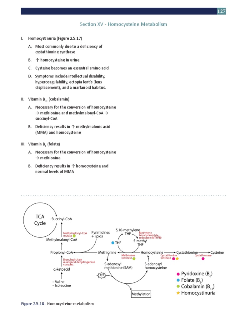 Metabolism Section XV - Homocysteine Metabolism | PDF | Nutrients ...