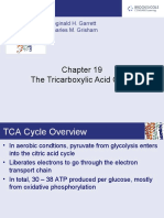 Anaplerosis and Cataplerosis in TCA Cycle | PDF | Diet & Nutrition ...