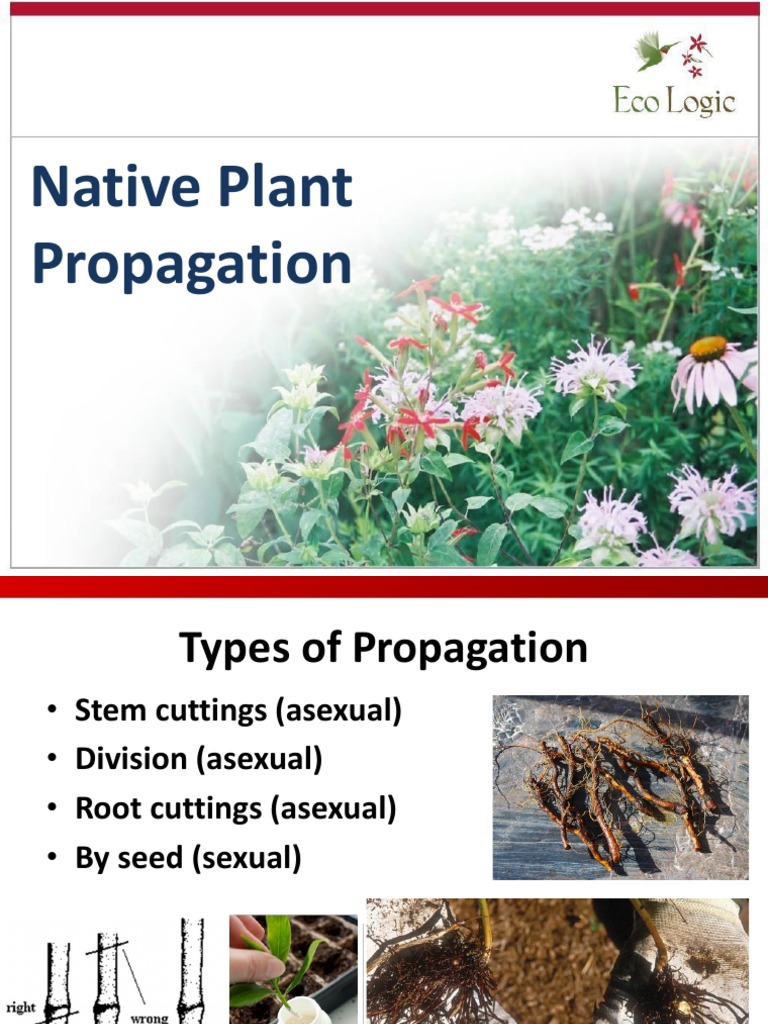 Native Plant Propagation - Marinova | Download Free PDF | Seed ...
