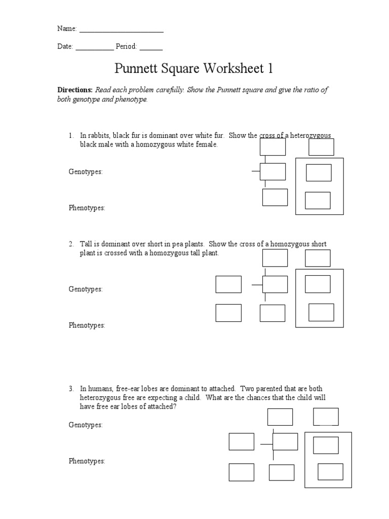Punnett Square Worksheet 1 | PDF