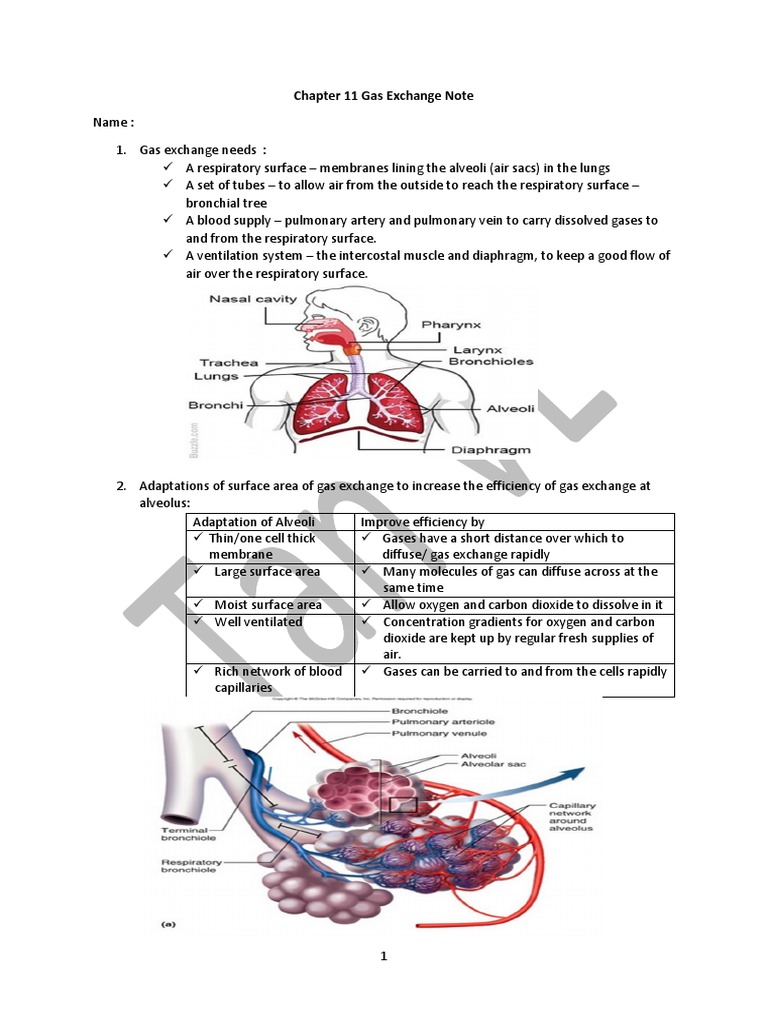 Chapter 11 Gas Exchange Notes 1 PDF | PDF | Respiratory System | Breathing