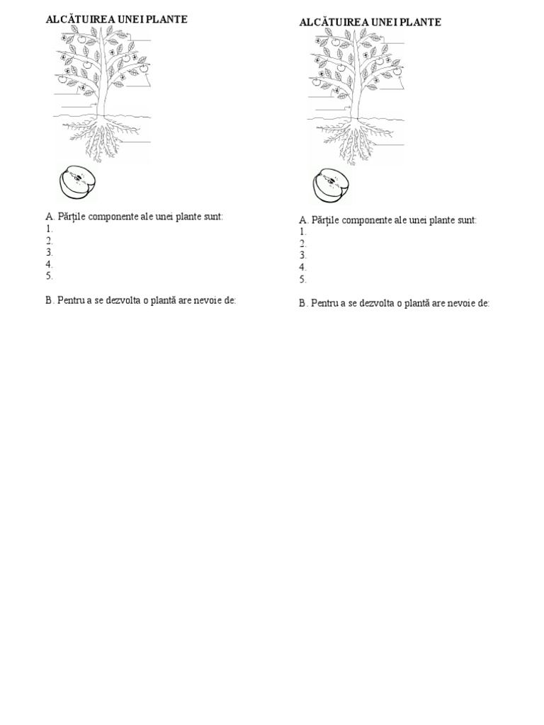Copacul - Alcatuire | PDF