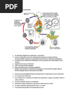 Metodo de Stoll | PDF | Anatomia animal | Naturaleza