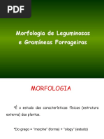 Morfologia Gramineas | PDF | Semente | Raiz