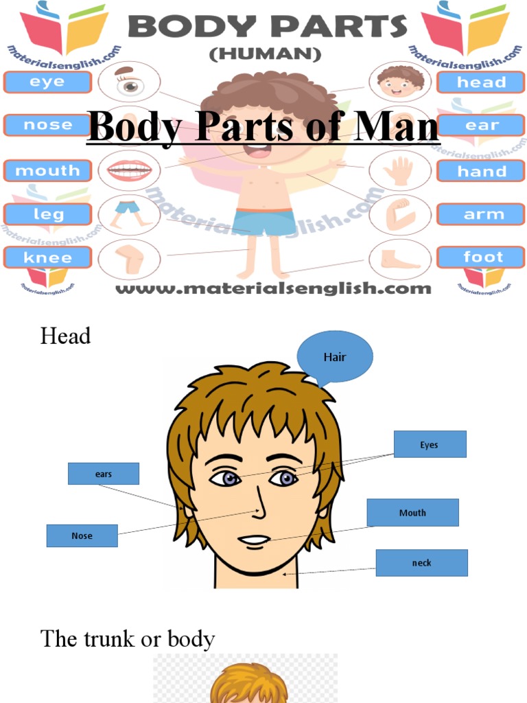 Body Parts of Man | PDF