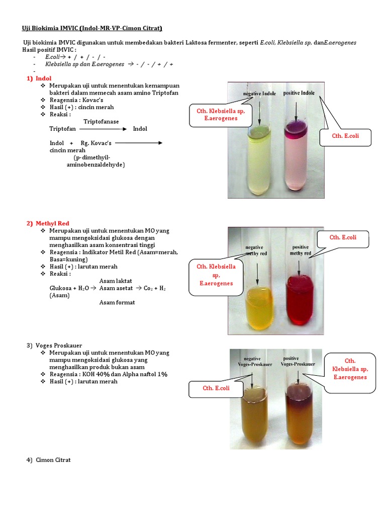 Rangkuman Uji Bakteri | PDF