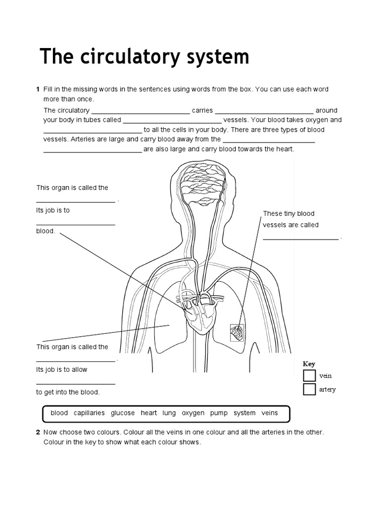 The Circulatory System: A Concise Explanation of the Organs, Vessels ...