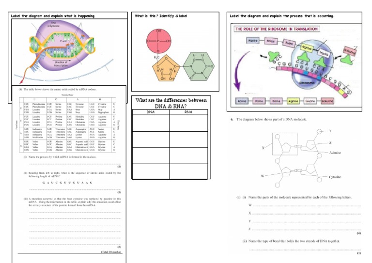 What Are The Differences Between Dna & Rna? | PDF | Computers