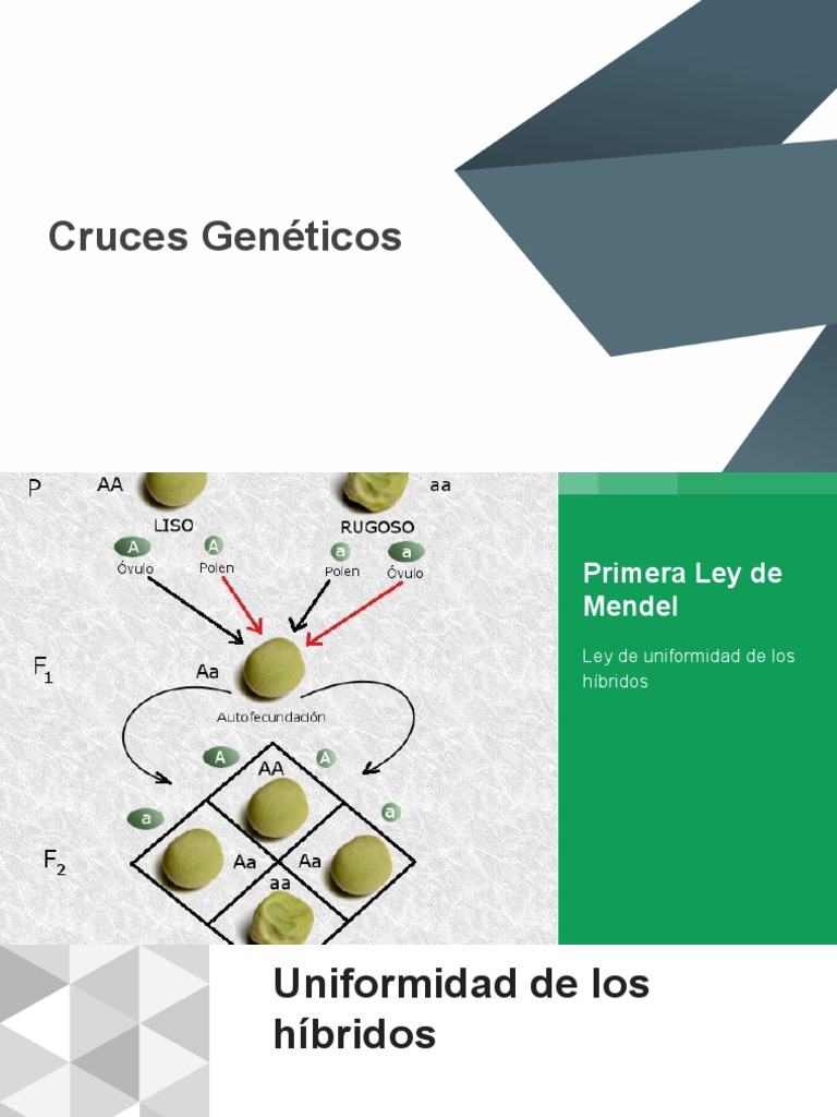 Cruces Geneticos | PDF