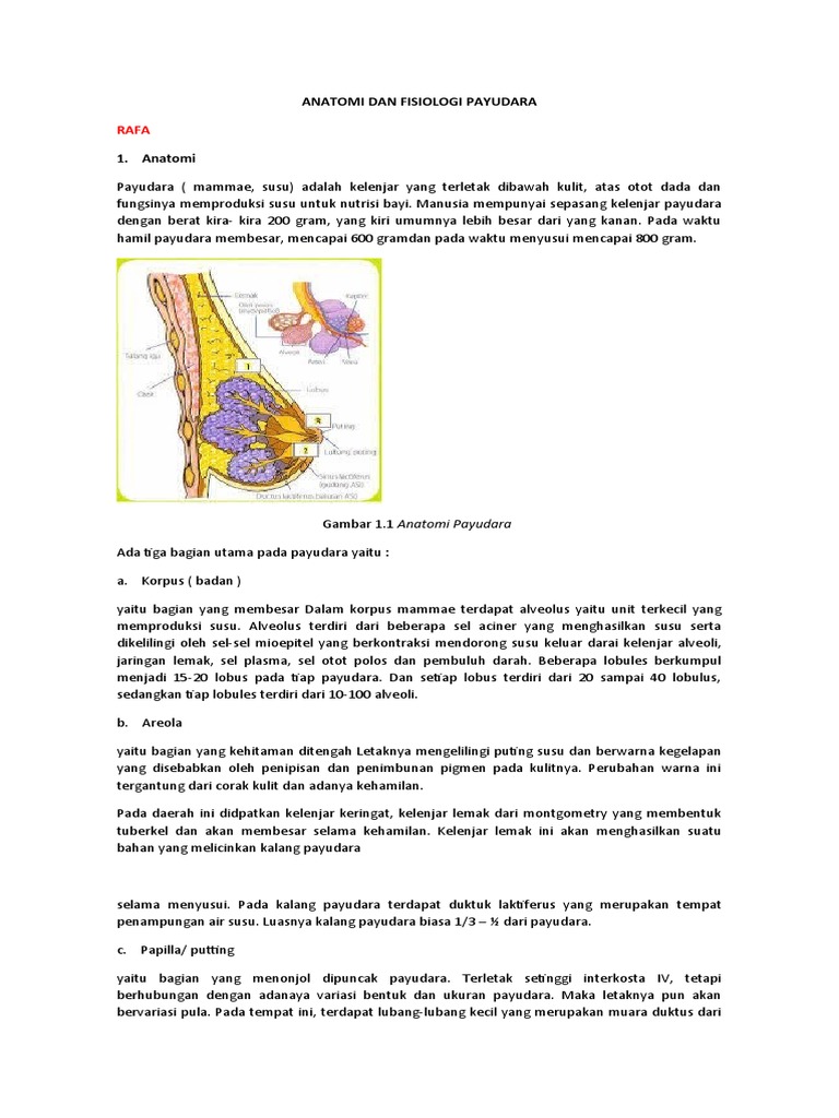 Anatomi Dan Fisiologi Payudara | PDF