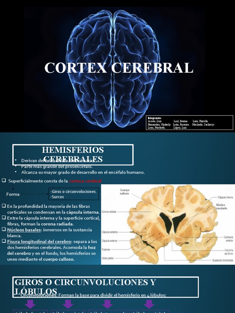Seminario I. Cortex Cerebral | PDF | Corteza cerebral | Lóbulo temporal