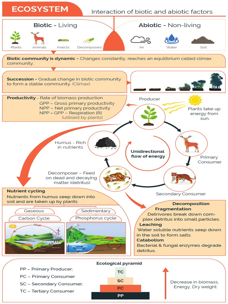 Ecosystem Correction Compressed | PDF | Primary Production | Ecosystem
