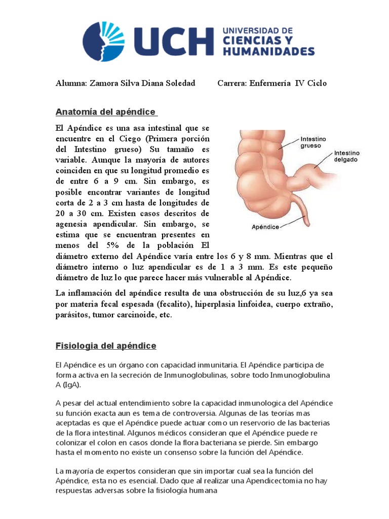 Anatomía Del Apéndice | PDF