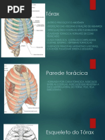 Anatomia 1º - Tórax | PDF | Vértebra | Tórax (anatomia humana)