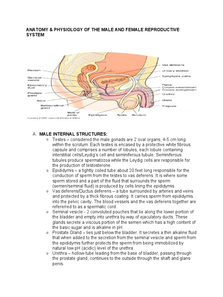 Anatomy & Physiology of The Male and Female Reproductive System | PDF ...