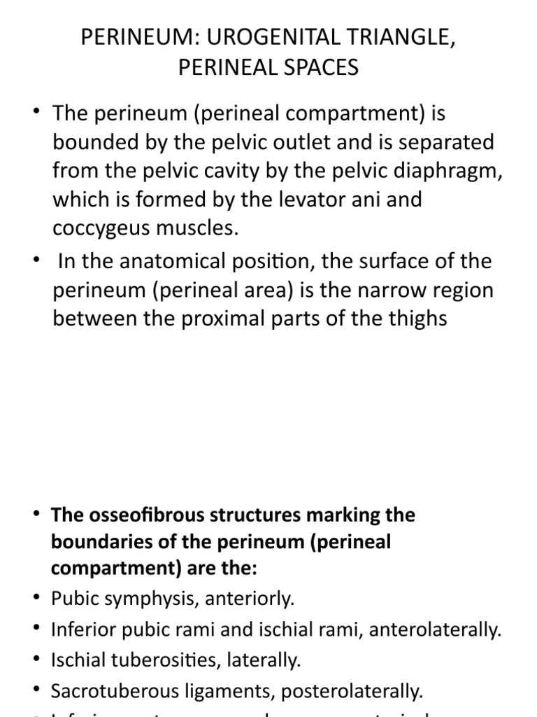 Perineum and UG Triangle | PDF | Pelvis | Musculoskeletal System
