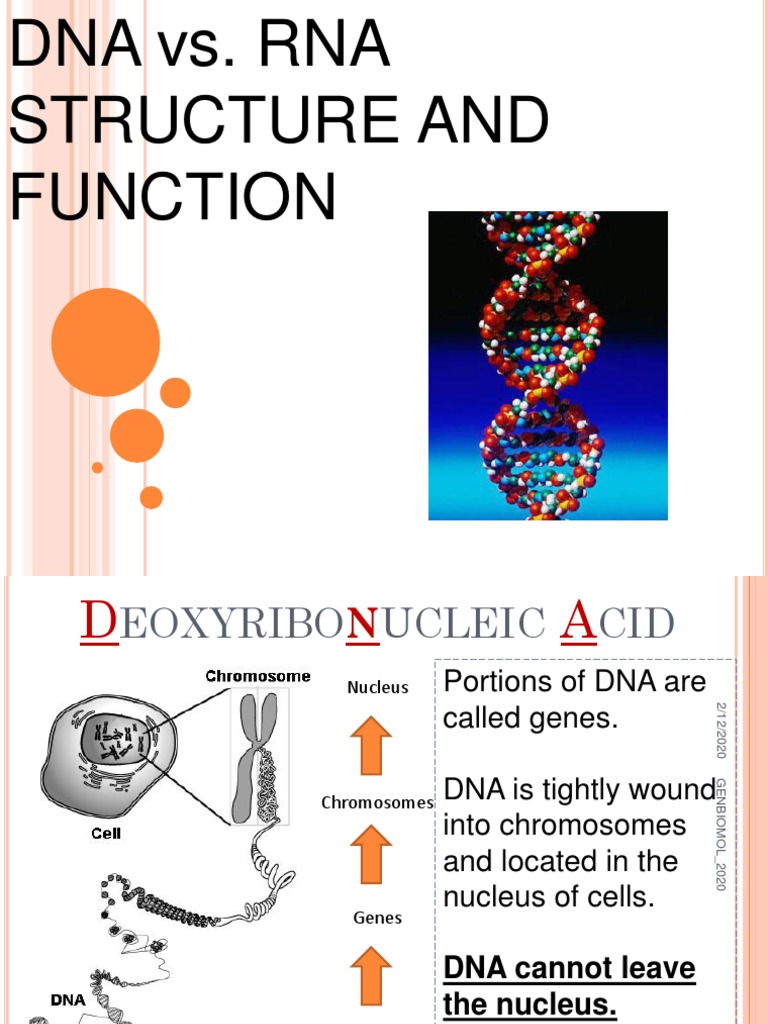 Dna vs. Rna Structure and Function | PDF | Dna | Nucleotides