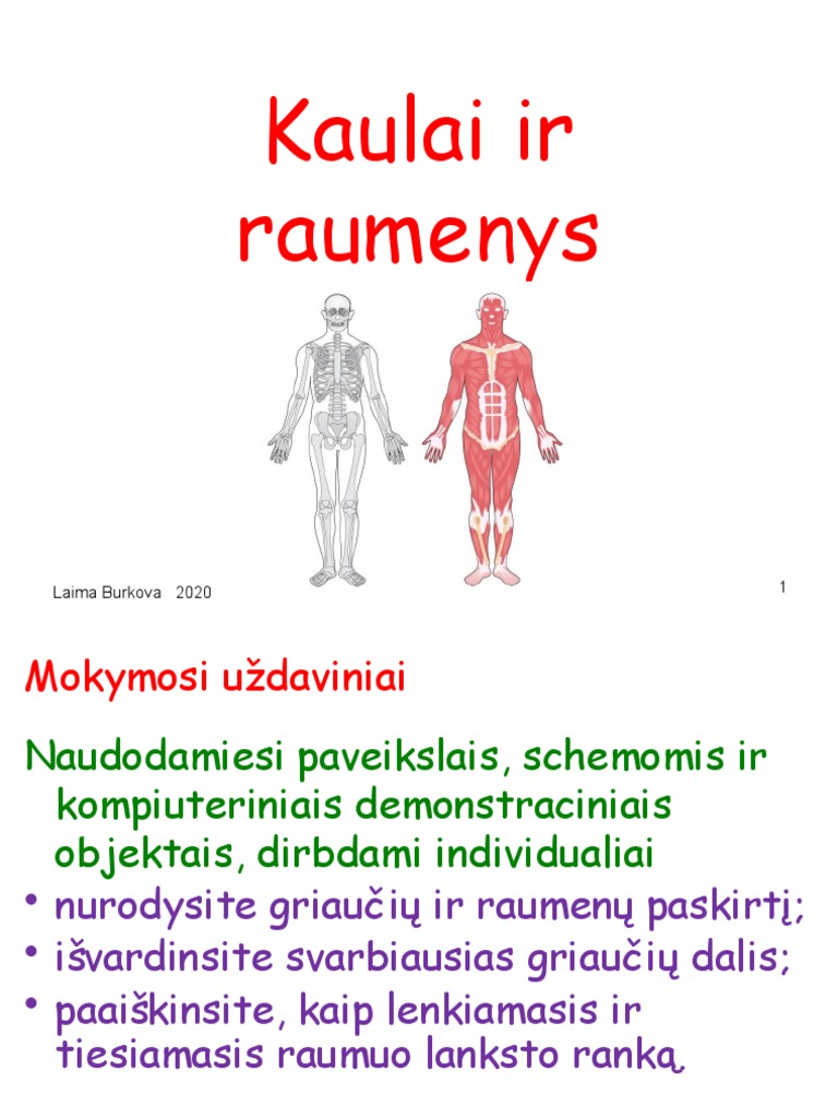 2 Kaulai Ir Raumenys B | PDF