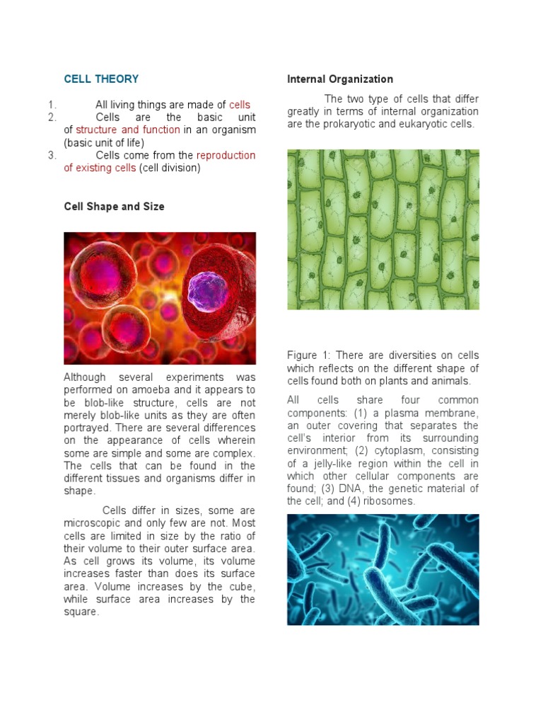 All Living Things Are Made of Cells Are The Basic Unit of in An ...