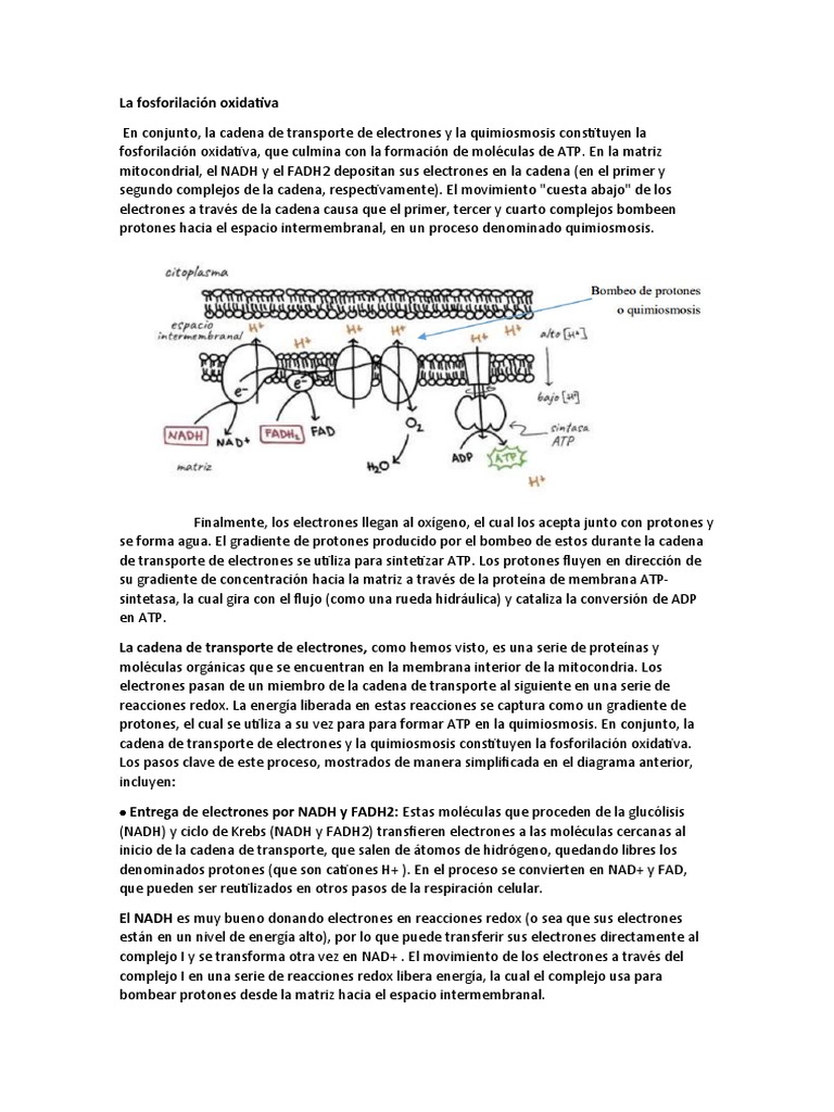 Fosforilación Oxidativa y Quimiosmosis | PDF | Trifosfato de adenosina ...