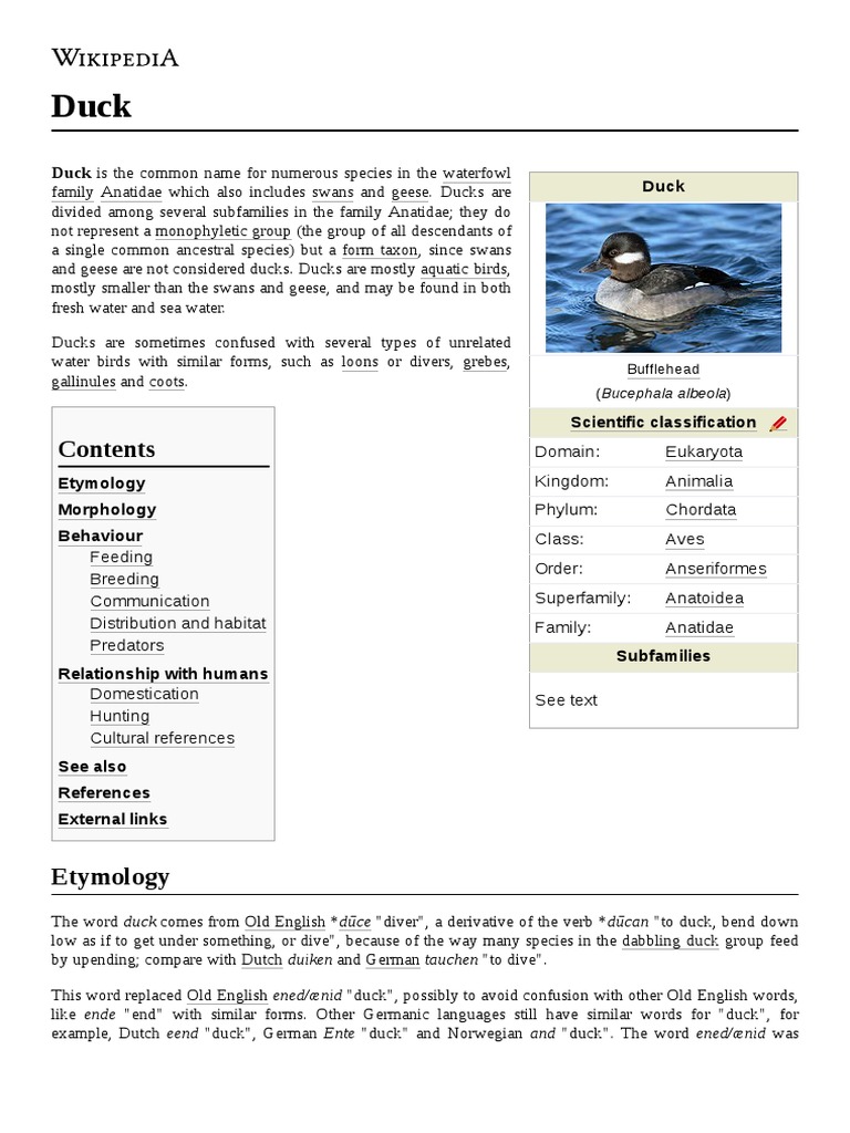 Duck | PDF | Duck | Birds