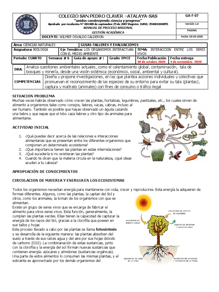 Interacciones en Ecosistemas y Energía | PDF | Plantas | Organismos