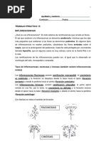 Tipos Inflorescencias | PDF | Flores | Morfología Vegetal