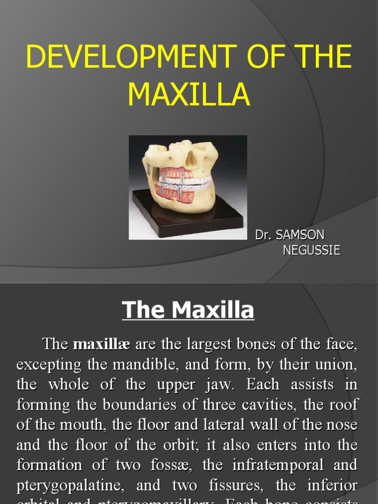Development of The Maxilla: Dr. Samson Negussie | PDF | Human Head And ...