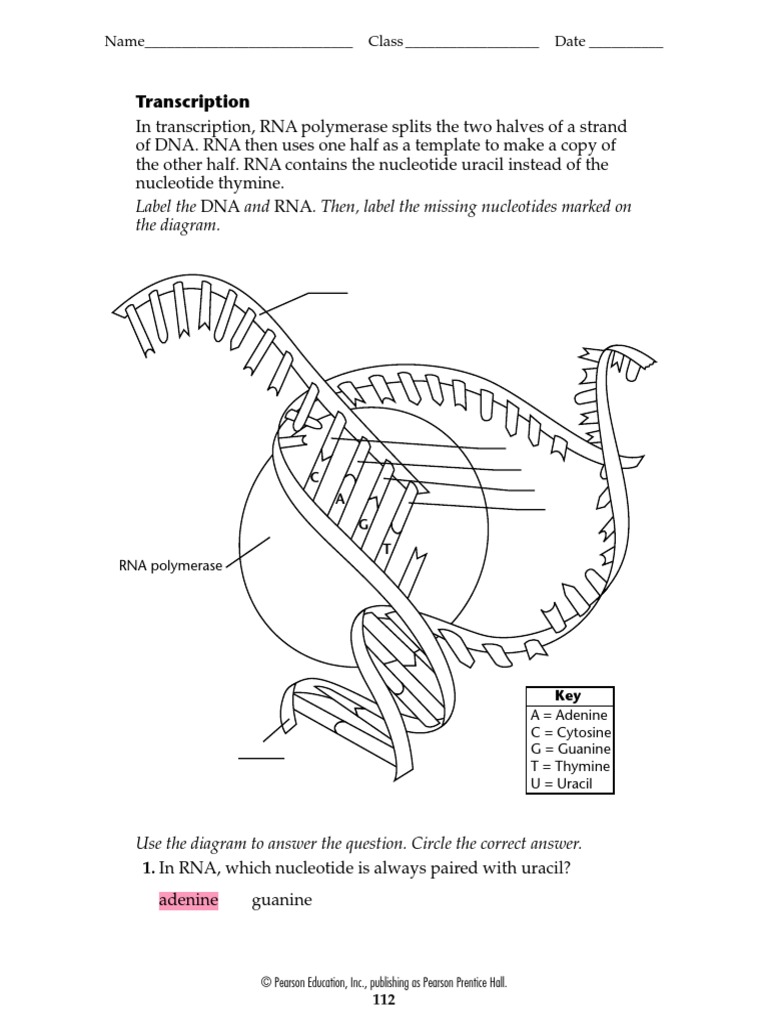 Label The The Diagram.: Transcription | PDF | Dna | Rna