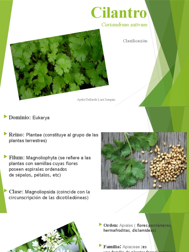 La clasificación taxonómica del cilantro (Coriandrum sativum) | PDF