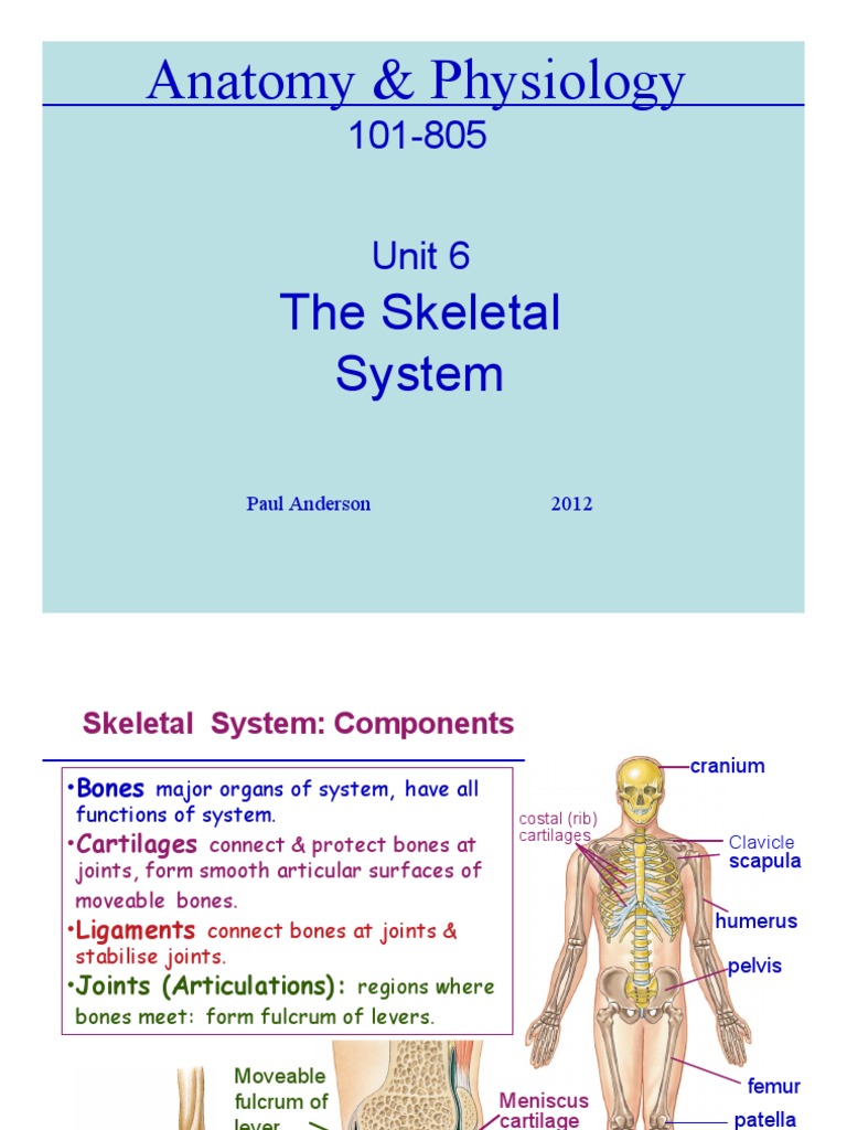 805 Skeletal System 2012 | PDF | Bone | Osteoblast