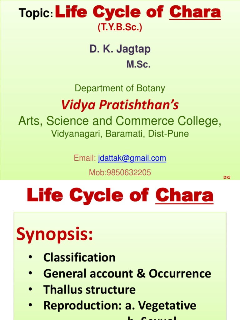 Chara Algae Life Cycle